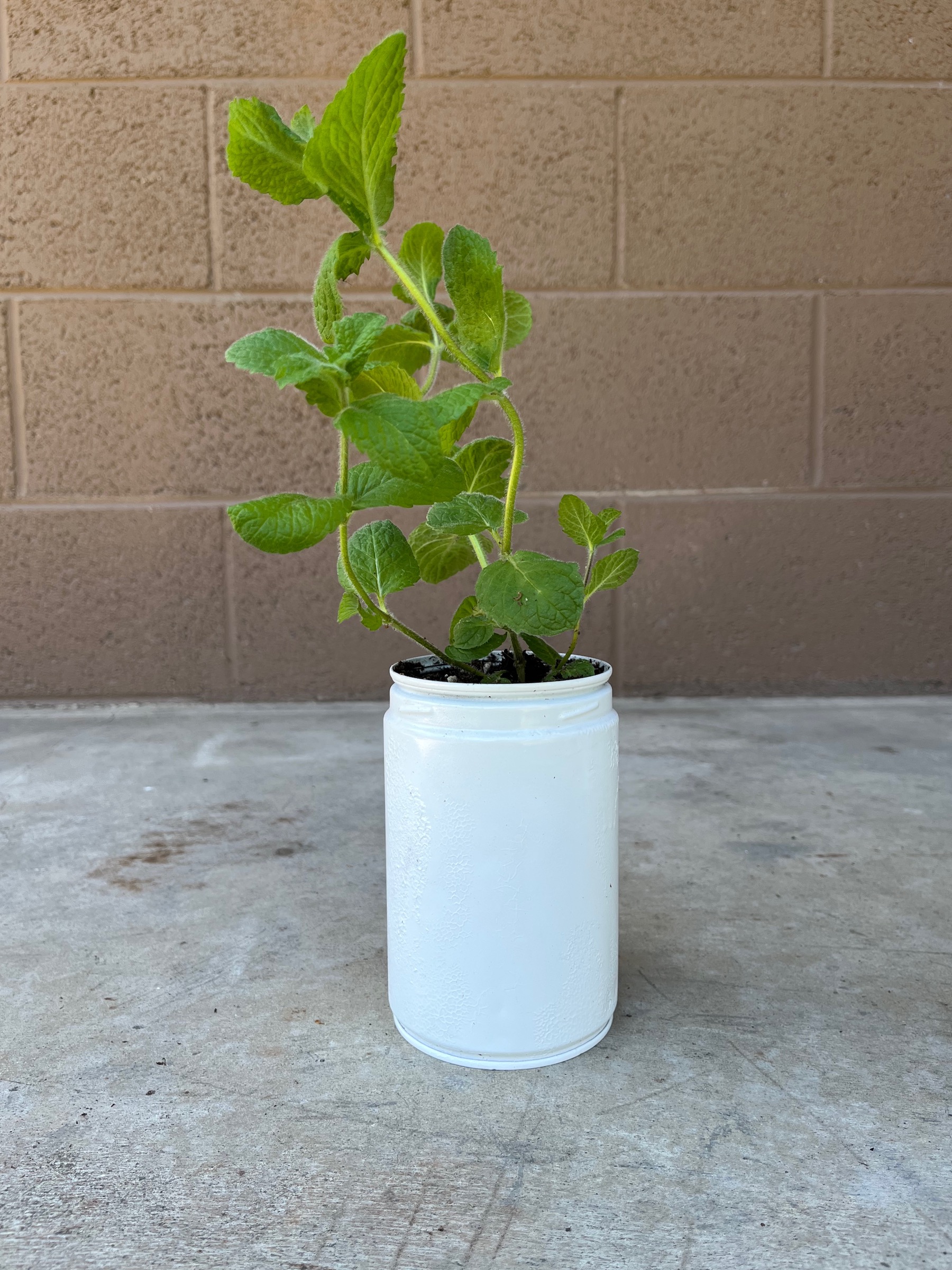 DIY – Up-cycled Coffee Can Plant Containers – Whole Heartily