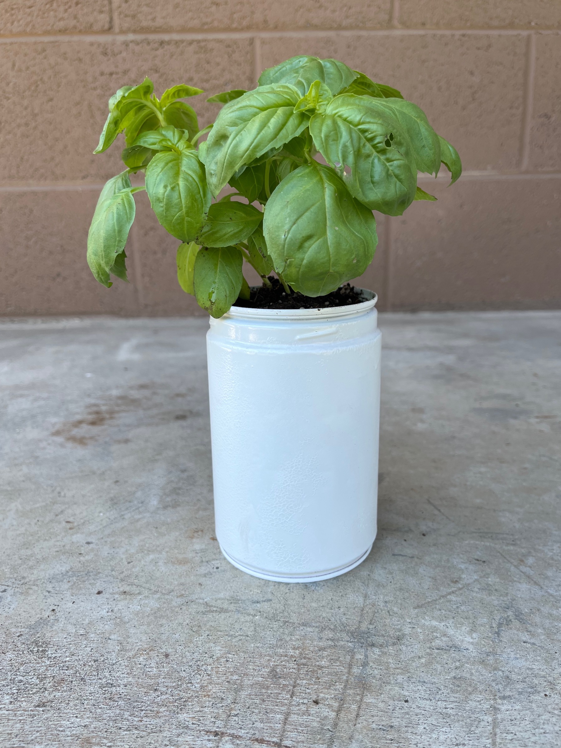 DIY – Up-cycled Coffee Can Plant Containers – Whole Heartily