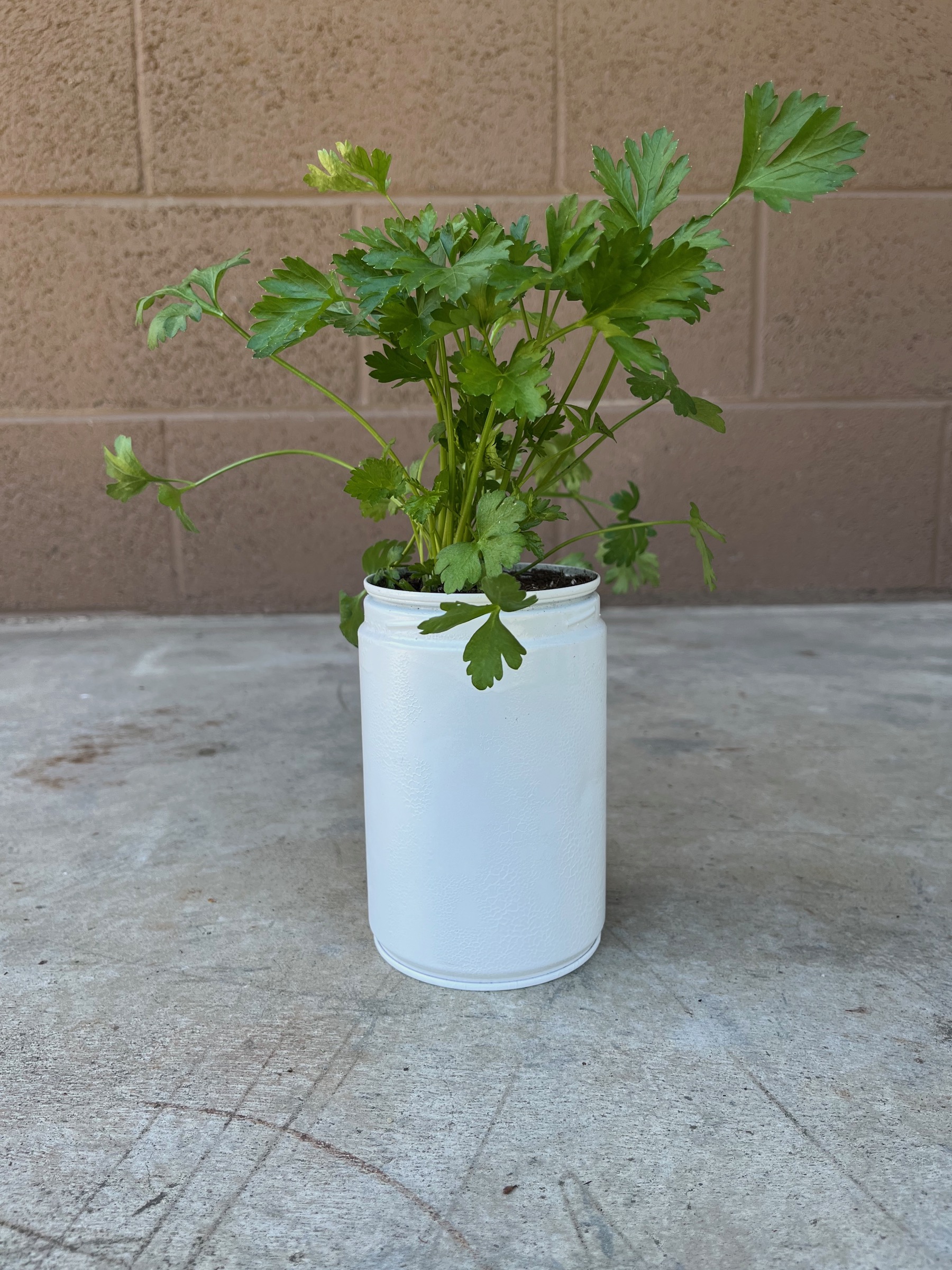 DIY – Up-cycled Coffee Can Plant Containers – Whole Heartily